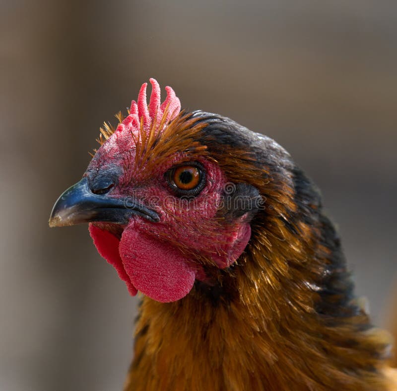 Domestic Chicken Walking Outdoors on a Summer Day, Rooster Stock Photo ...