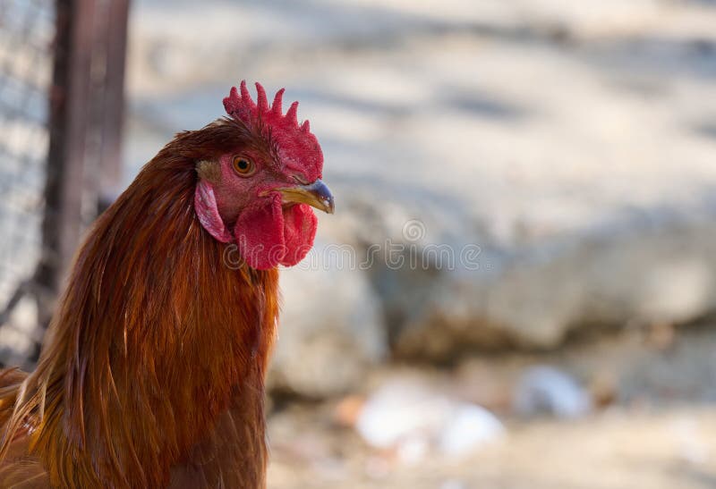 Domestic Chicken Walking Outdoors on a Summer Day, Rooster Stock Photo ...