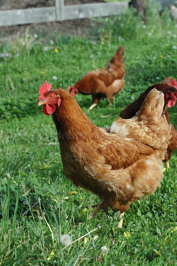 Domestic Chickens stock image. Image of farmette, chicken - 5276269
