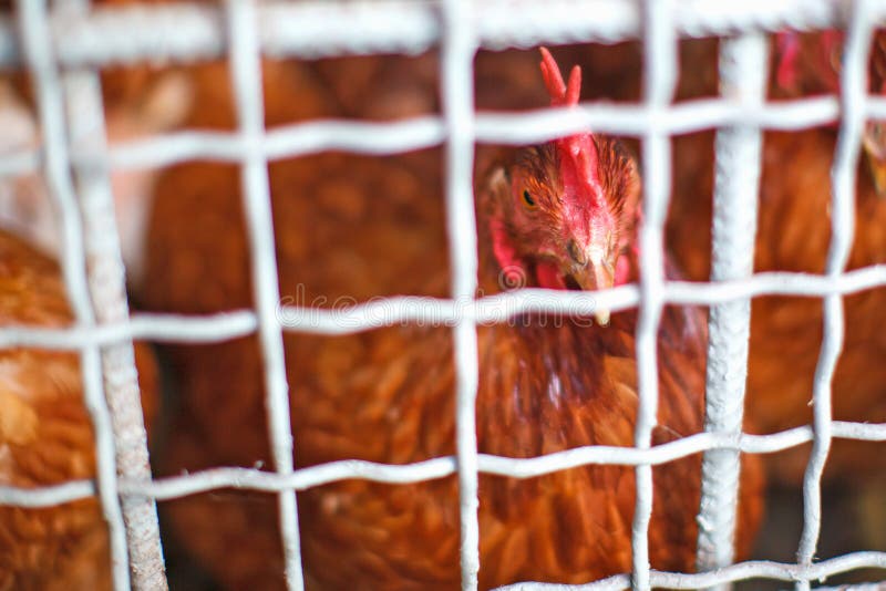 Domestic Chickens Behind Bars Stock Photos - Free & Royalty-Free Stock ...