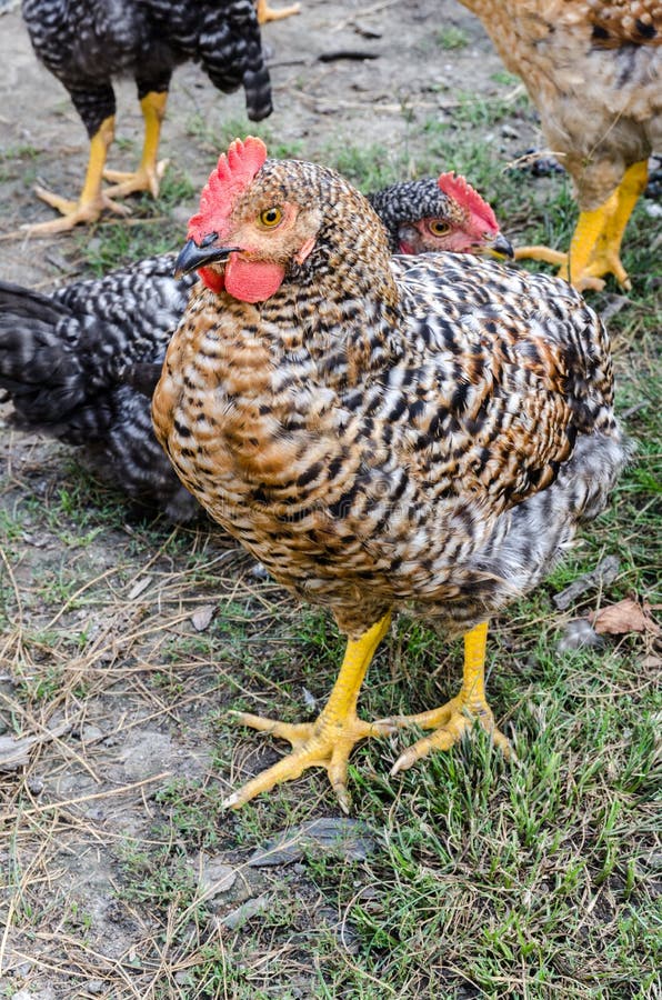Domestic Country Chicken stock photo. Image of female - 42195940