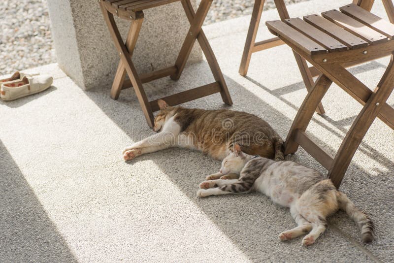 Domestic couple cat stock image. Image of eyes, cute - 74626743