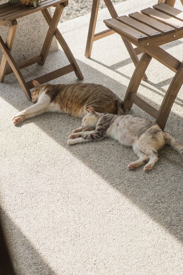 Domestic couple cat stock image. Image of adorable, love - 77346343