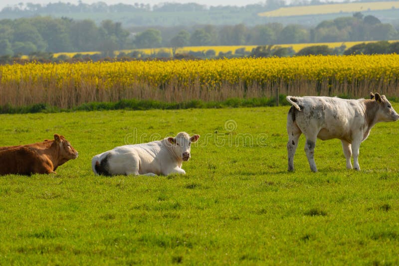 Cows Resting on the Green Grass with a Beautiful Field in the ...