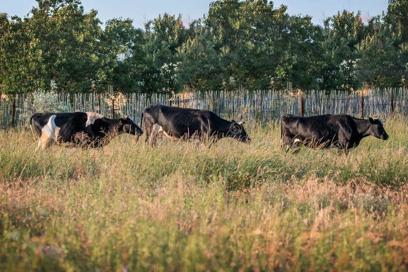 Domestic Cows in a Summer Field on the Way Stock Image - Image of ...