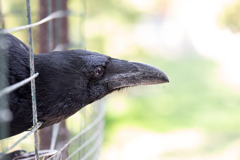 Crow in a cage stock photo. Image of look, black, trapped - 10198260