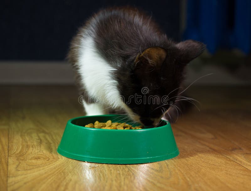 Domestic Cute Cat Eats Food Stock Photo - Image of healthy, feline ...