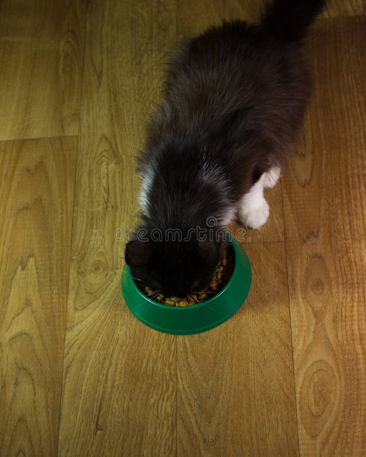 Domestic Cute Cat Eats Food Stock Photo - Image of kitten, care: 92799054