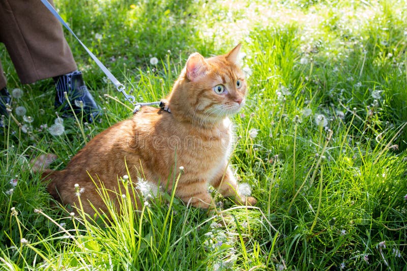 Domestic Cute Ginger Cat on a Leash Sitting on the Ground Outside Stock ...
