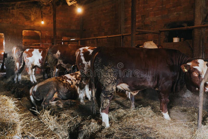 Dark brown bulls in a barn stock image. Image of farm - 234493307