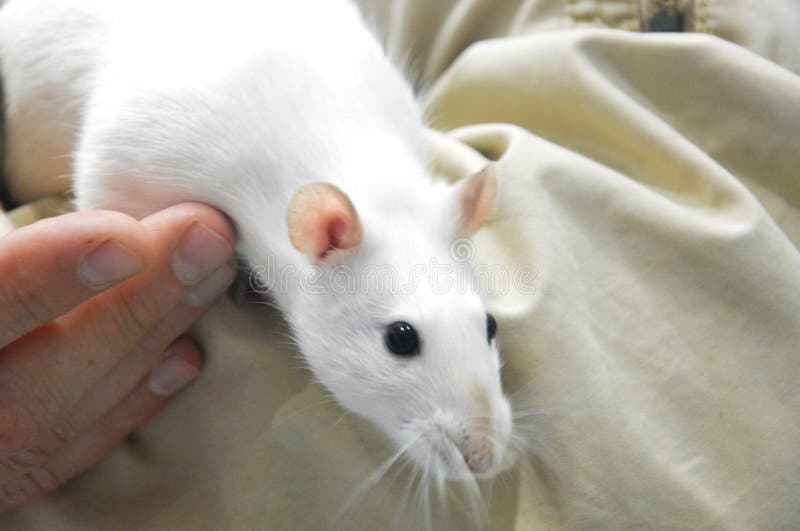 Domestic decorative rats stock photo. Image of plaid - 255157372