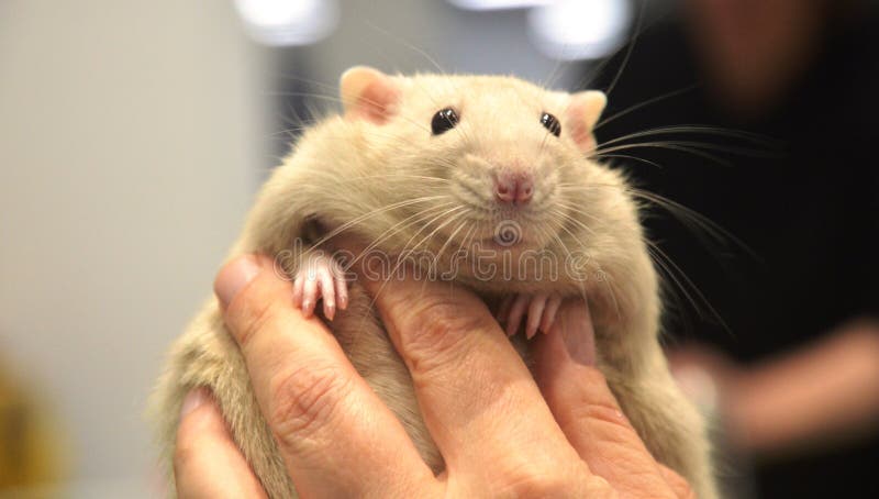 Domestic decorative rats stock image. Image of fluffy - 255157981