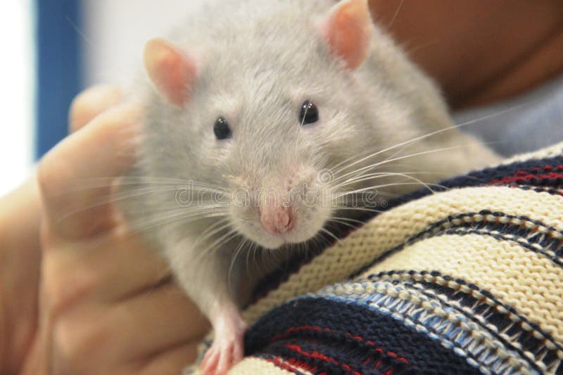 Domestic decorative rats stock photo. Image of whisker - 255157998