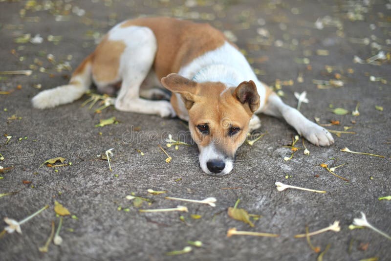 Dog Lay on Ground with Fallen Flower Stock Photo - Image of puppy ...