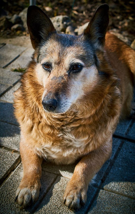 The Domestic Dog is a Mongrel. Stock Photo - Image of level, animals ...