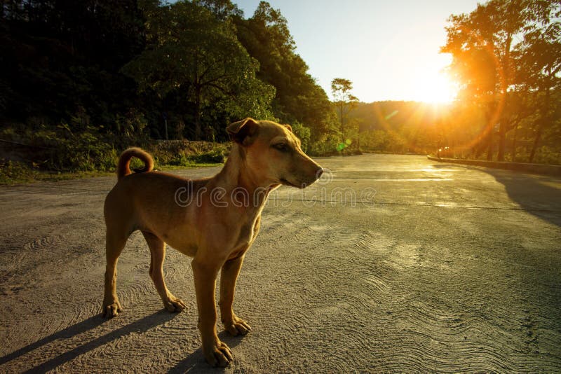 Domestic Dog Standing Against Beautiful Sun Light Stock Photo - Image ...