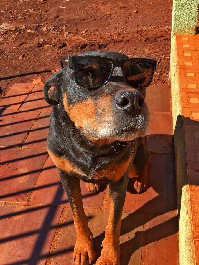 Domestic Dog Wearing Sunglasses Style Stock Photo - Image of spectacles ...