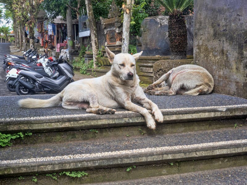 The Domestic Dogs on Temple Steps, Bali Indonesia Editorial Image ...
