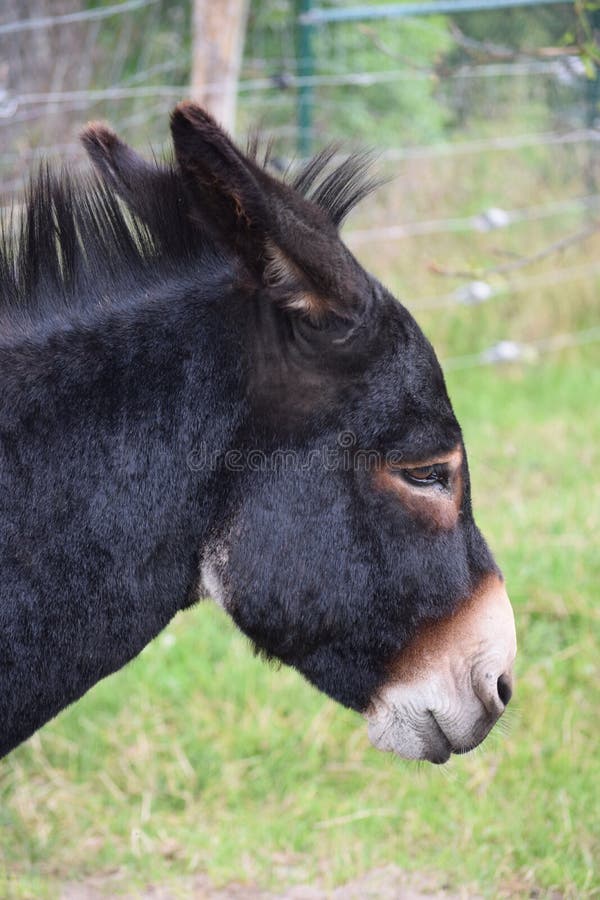 The Domestic Donkey from the Side Stock Image - Image of side, farm ...