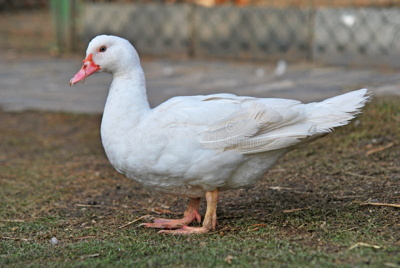 Domestic duck stock image. Image of garden, animal, domestic - 25491925