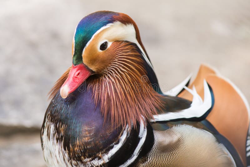 Domestic Duck. Many Ducks on the Farm Stock Image - Image of ... Domestic Duck. Many Ducks on the Farm Stock Image - Image of ...