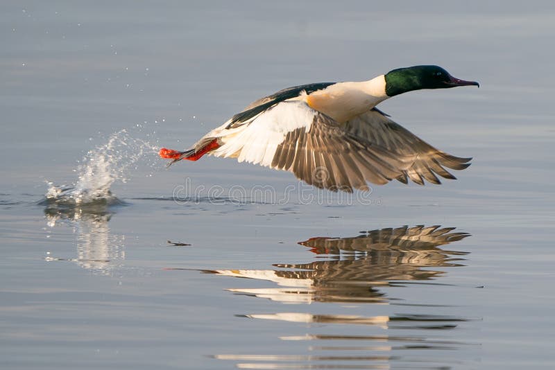 Domestic Duck Flying Over a Lake Stock Image - Image of domestic, duck ...