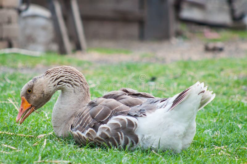 Domestic Duck Outside in the Farm Stock Photo - Image of melancholia ...