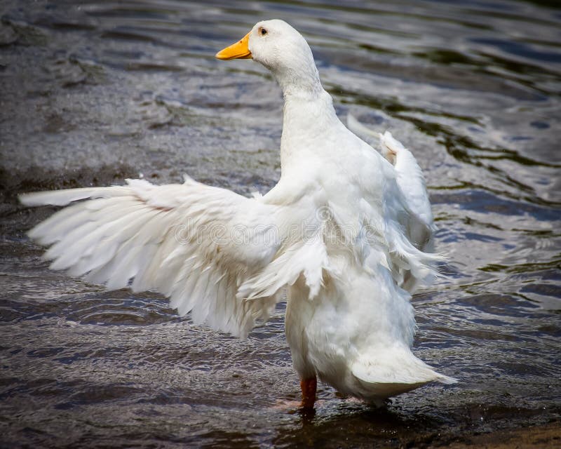Domestic Duck stock image. Image of duck, domestic, quack - 41749741