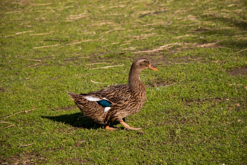 Domestic Duck Walking in the Field Stock Photo - Image of waterfowl ...