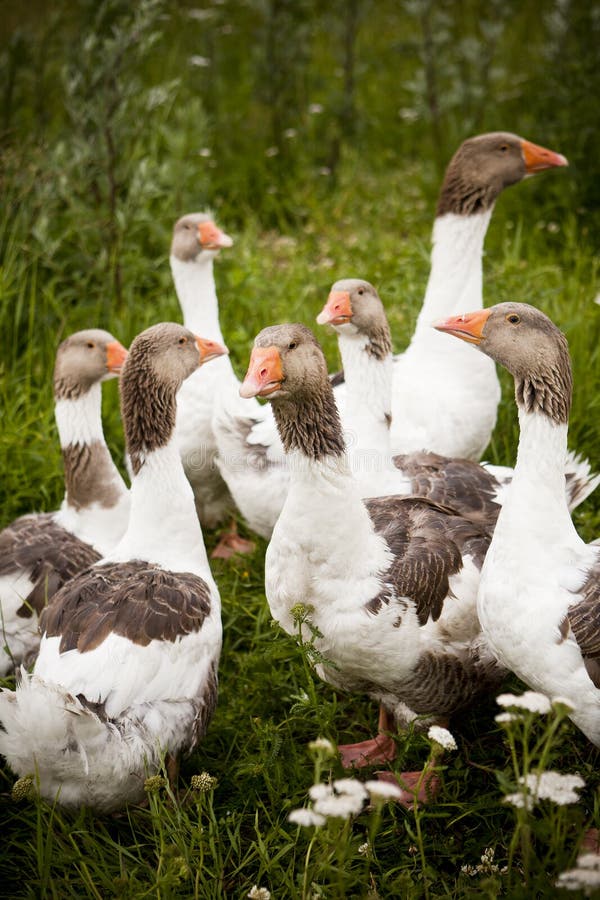 Domestic Ducks stock image. Image of organic, nature - 21273053
