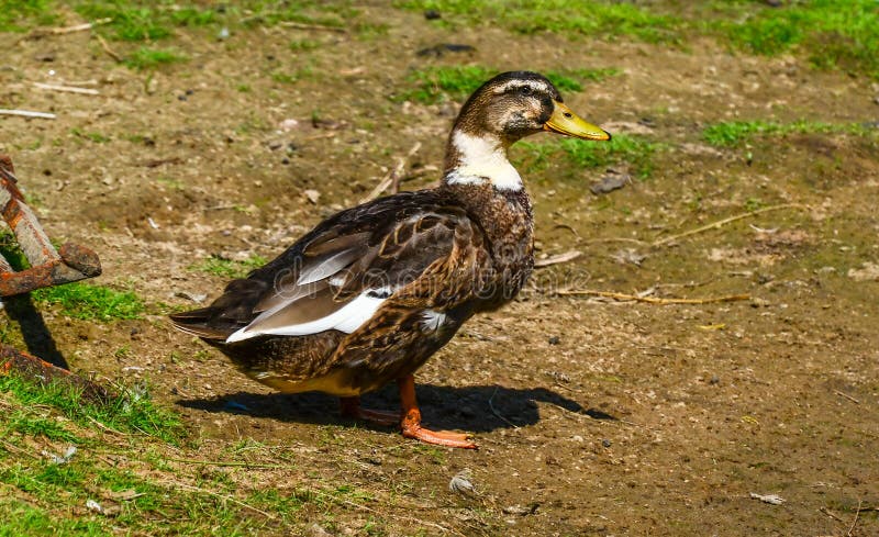 Domestic ducks stock image. Image of feather, bird, agriculture - 71809155