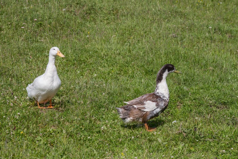 Domestic ducks stock photo. Image of drake, beak, adult - 173120910