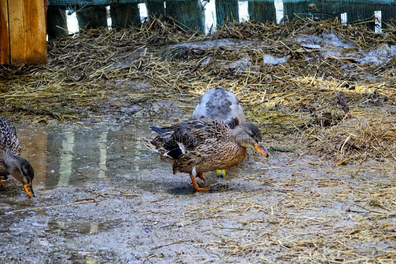 Domestic Ducks Walk on the Paddock. Two Ducks and a Drake Beaks Wash in ...