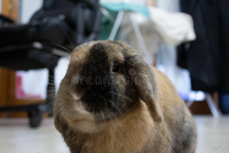 Dwarf brown ram rabbit stock photo. Image of closeup - 272753238