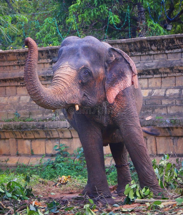 Domestic Elephant in Srilanka Stock Image - Image of srilanka, culture ...