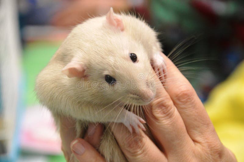 Domestic decorative rats stock image. Image of fluffy - 255157971