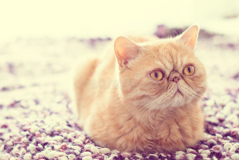Cute Exotic Ginger Cat Sitting on Bed Stock Photo - Image of animal ...
