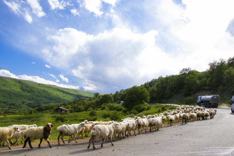 Domestic Farm Animals on the Highway and Road, Flock Stock Image ...