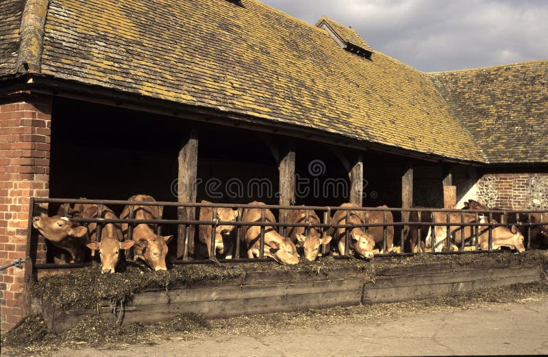 Domestic Farm Cows stock photo. Image of tame, beef, livestock - 5256110