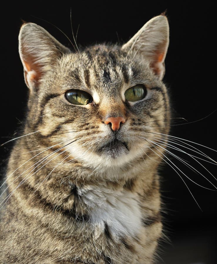 A Domestic Cat (female) Travels through the "savanna" of the Backyard ...