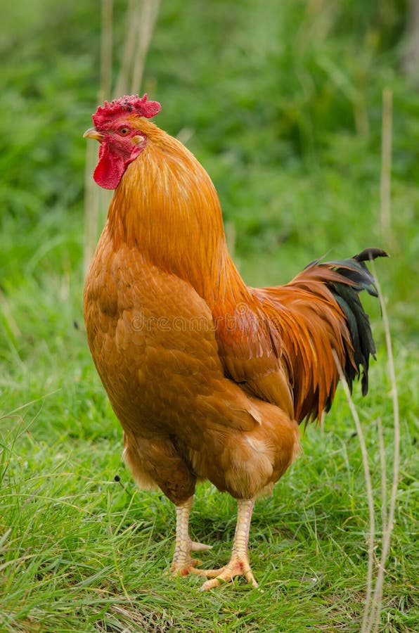 Domestic fowl stock image. Image of farming, agriculture - 24829937