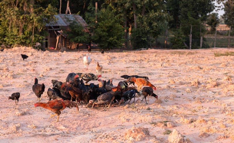 Domestic fowl stock image. Image of chicken, agriculture - 74436779