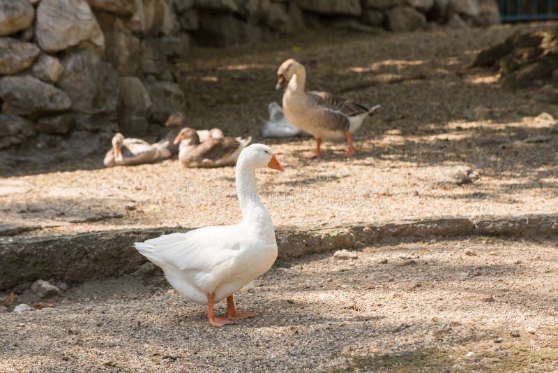 Domestic geese in a zoo stock photo. Image of prance - 87760992