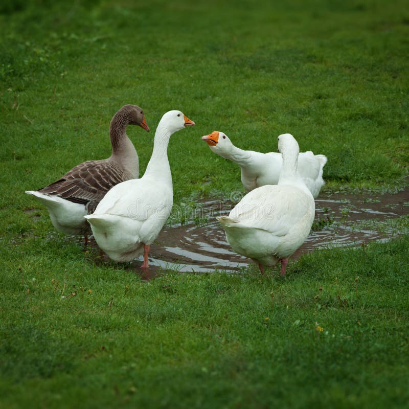 Domestic Geese Drinking Water from Puddle Stock Photo - Image of ...