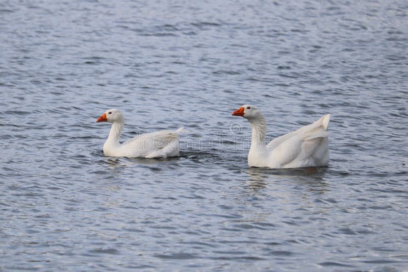 Domestic Geese Picture. Image: 152913100