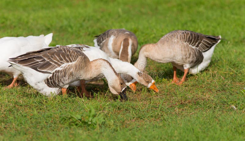 Domestic geese on the farm stock image. Image of nature - 79672589