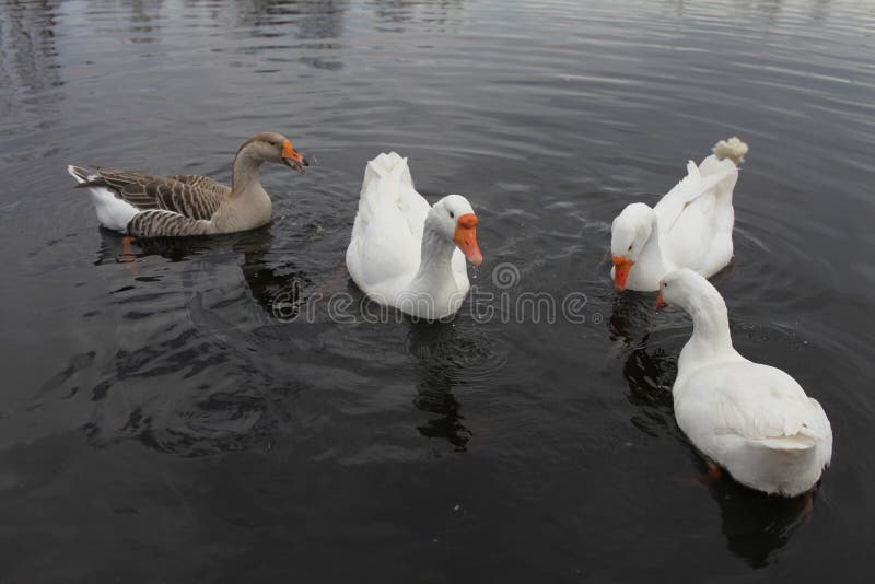 Domestic geese stock image. Image of water, village, goose - 55268419