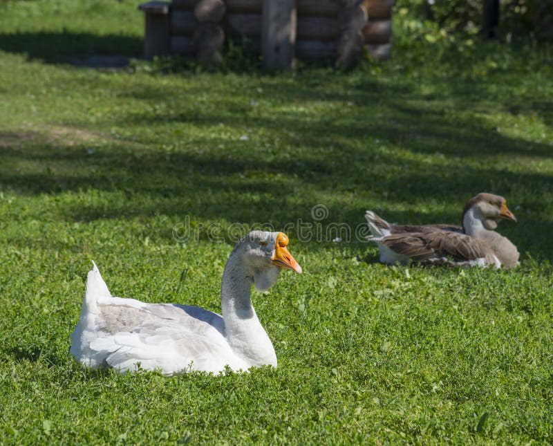 Domestic Geese on the Green Lawn Stock Image - Image of outdoor, green ...