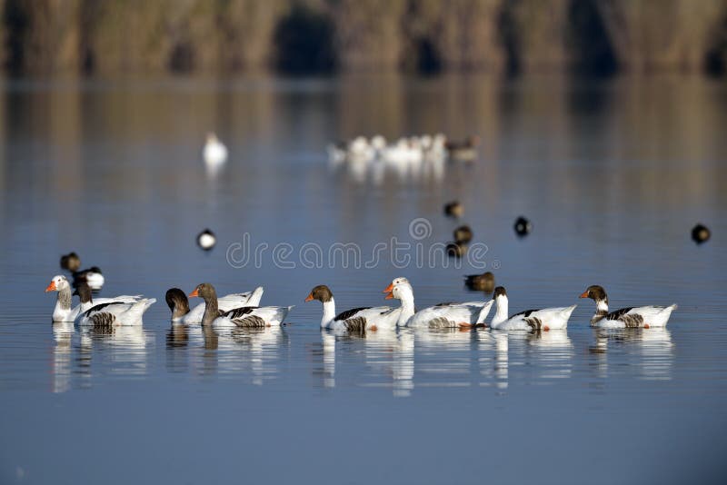 Geese on Lake, Morning Mist, Fall Stock Image - Image of governor, lake ...