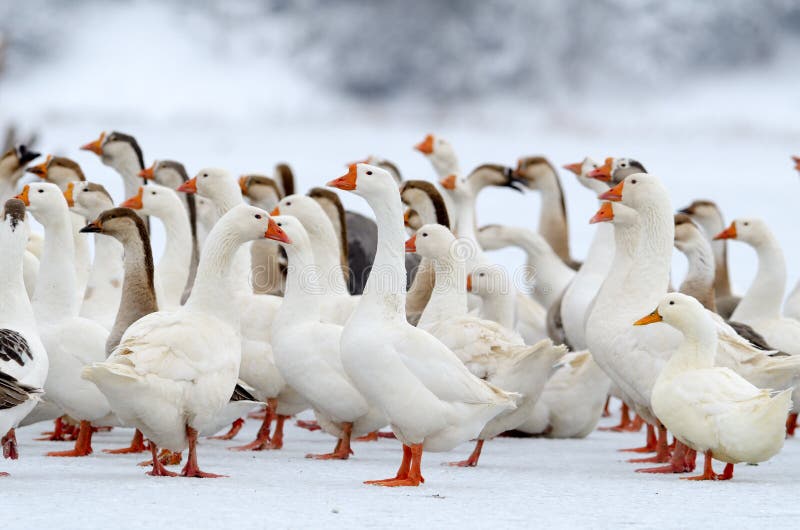 Domestic Geese Outdoor in Winter Stock Photo - Image of wings ...